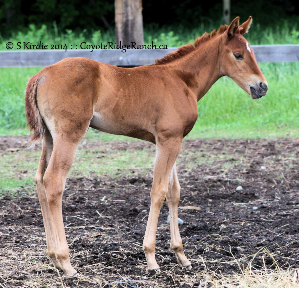 CRR Chic O Lena Bar***SOLD*** - Coyote Ridge Ranch Performance Horses
